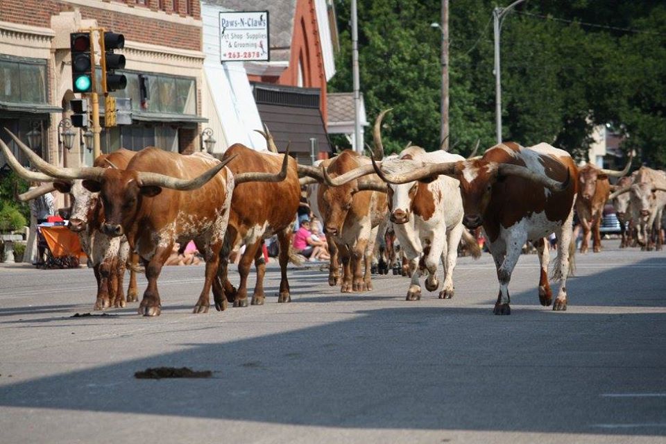 The Longhorns in Abilene – Wild Bill Hickok Rodeo
